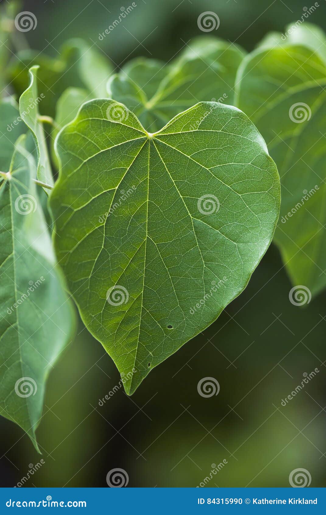 Heart Shaped Leaf stock photo. Image of holiday, leaves - 84315990