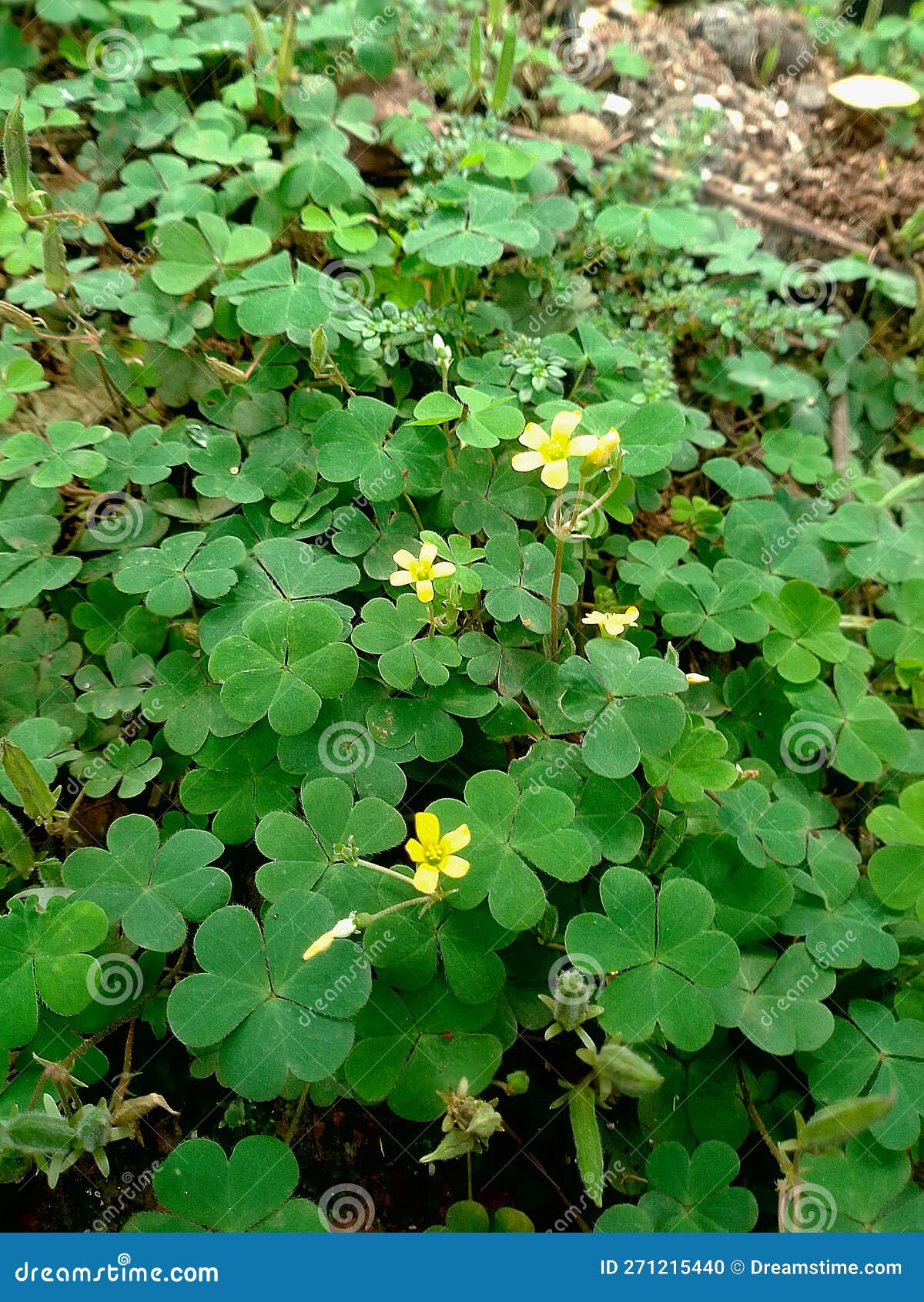The Heart-shaped Leaves of Clover are Green Stock Photo - Image of ...