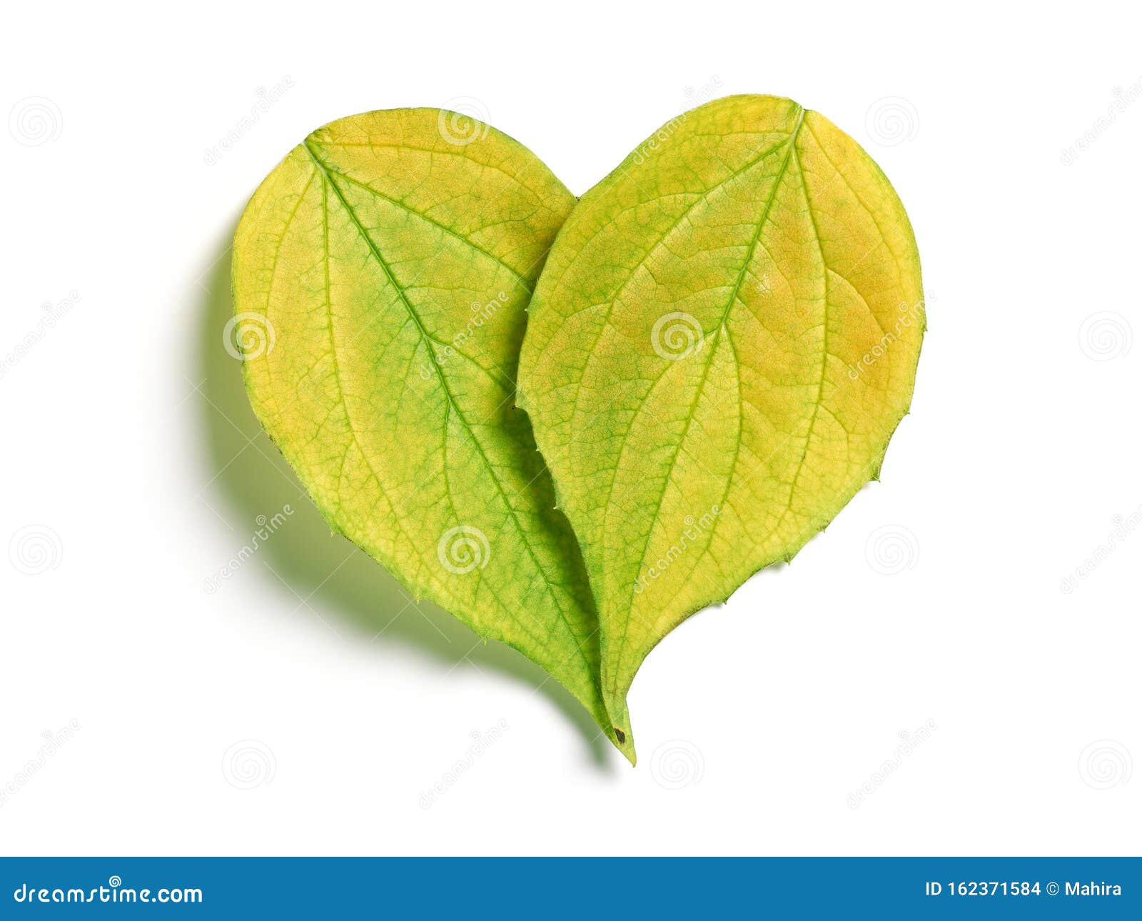 Heart Shaped Leaves Isolated on White Stock Photo - Image of recovery ...