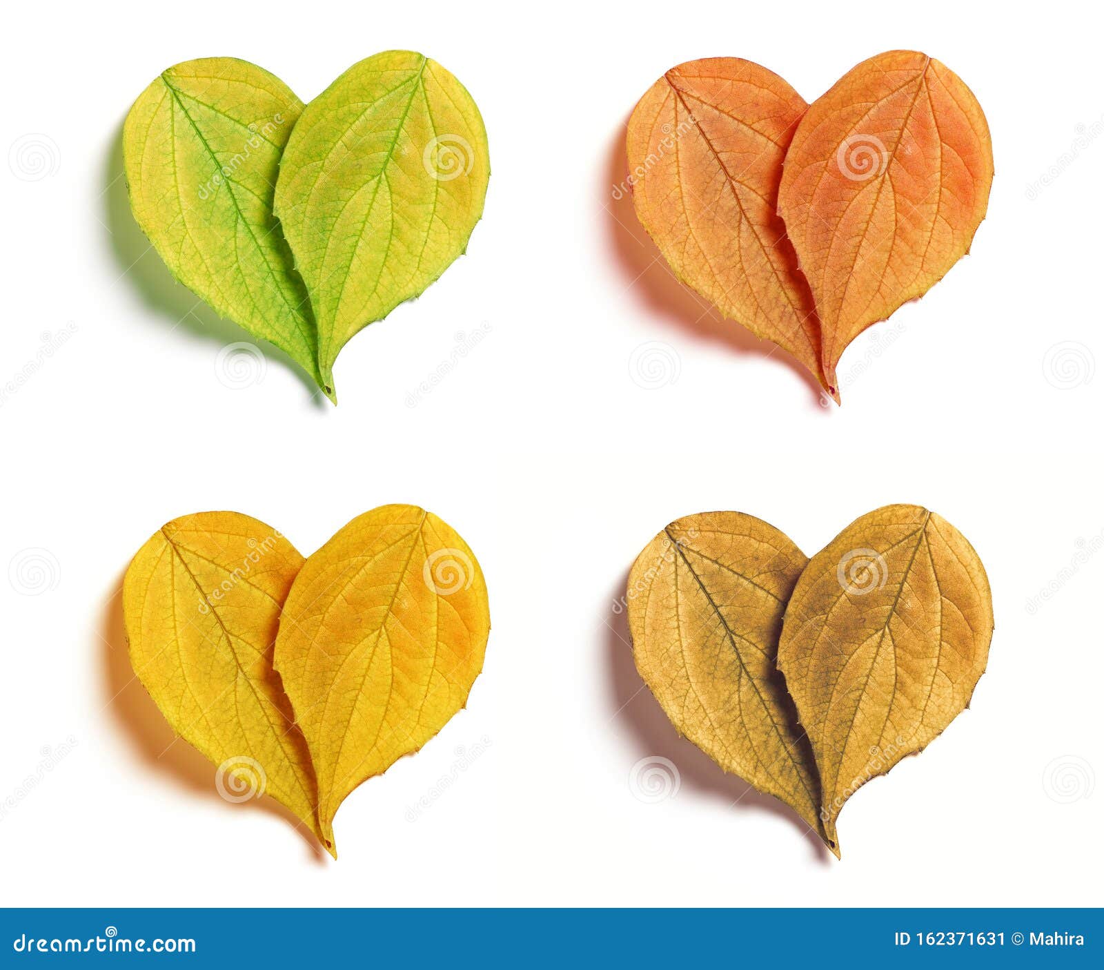 Heart Shaped Leaves Isolated on White Stock Image - Image of november ...