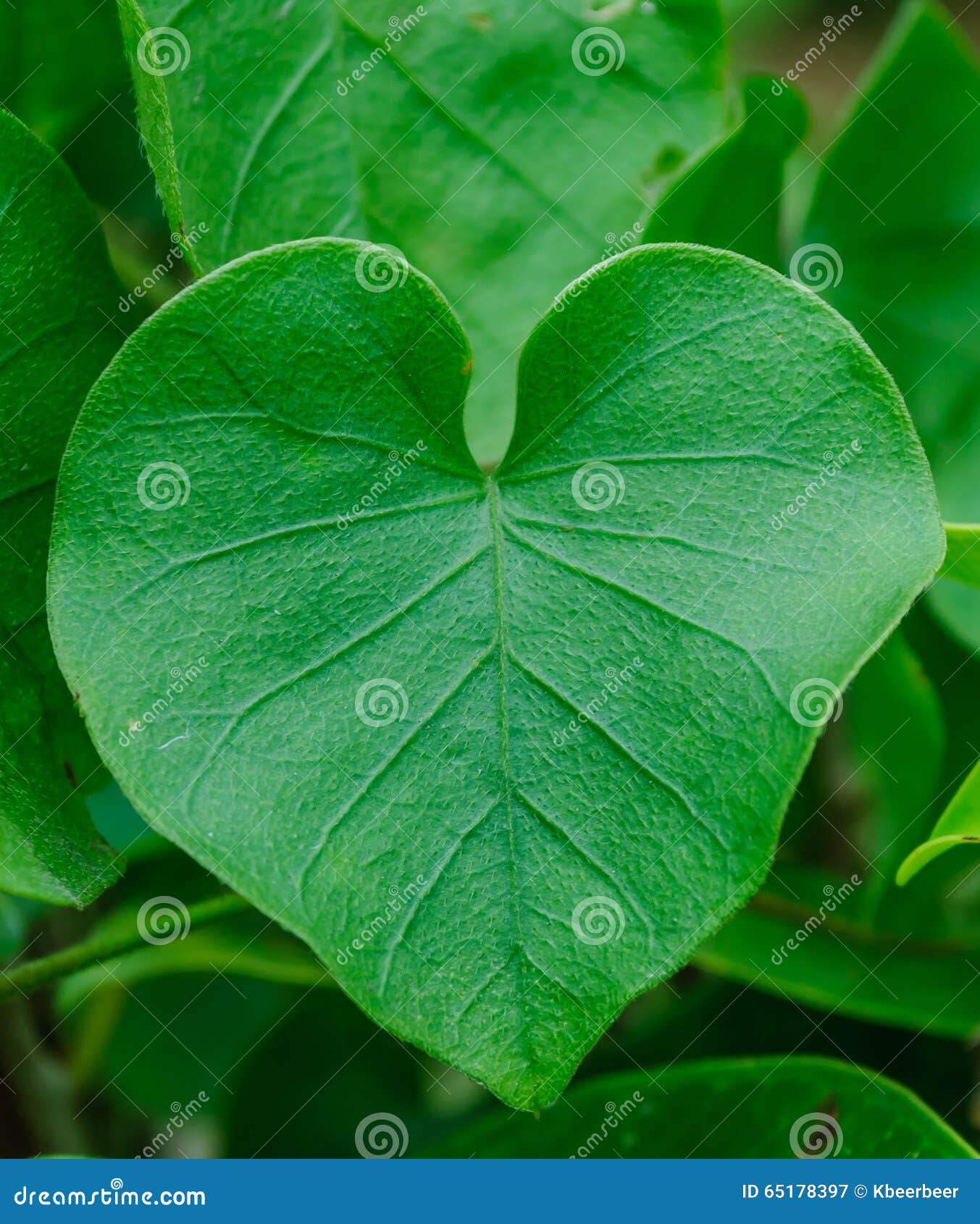 The heart-shaped leaves. stock image. Image of life, nice - 65178397