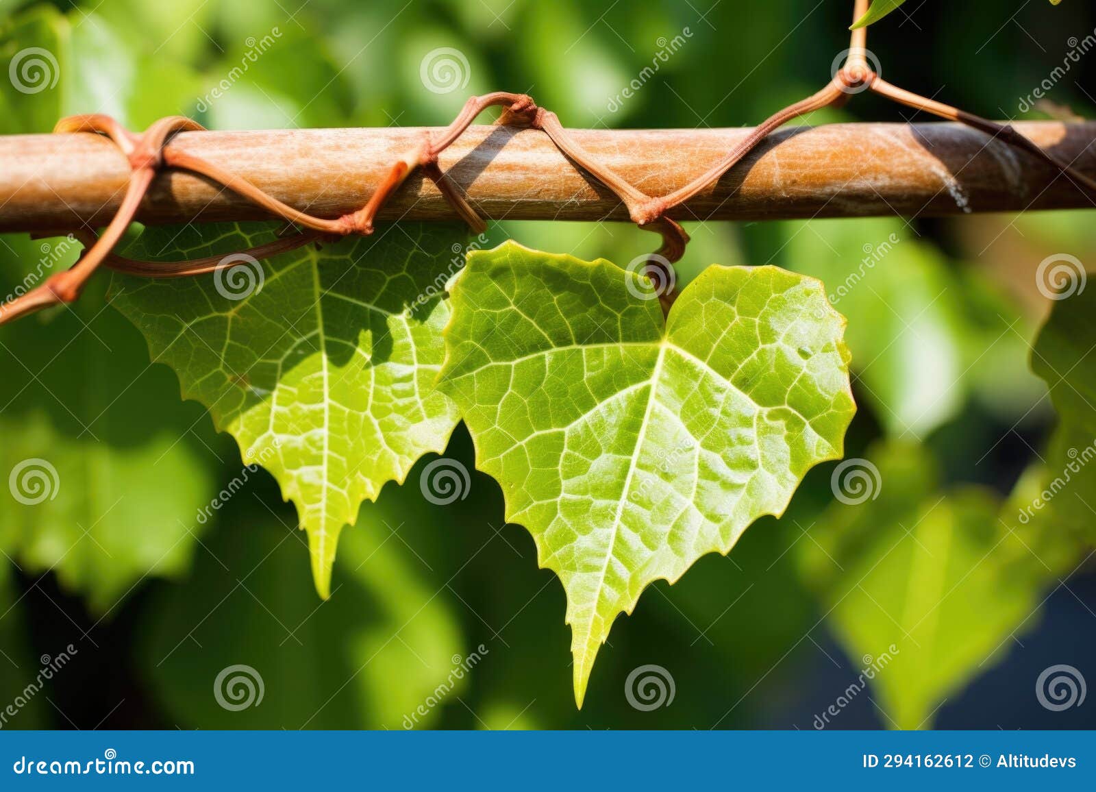 Heart-shaped Leaves Overlapping on a Vine Stock Illustration ...