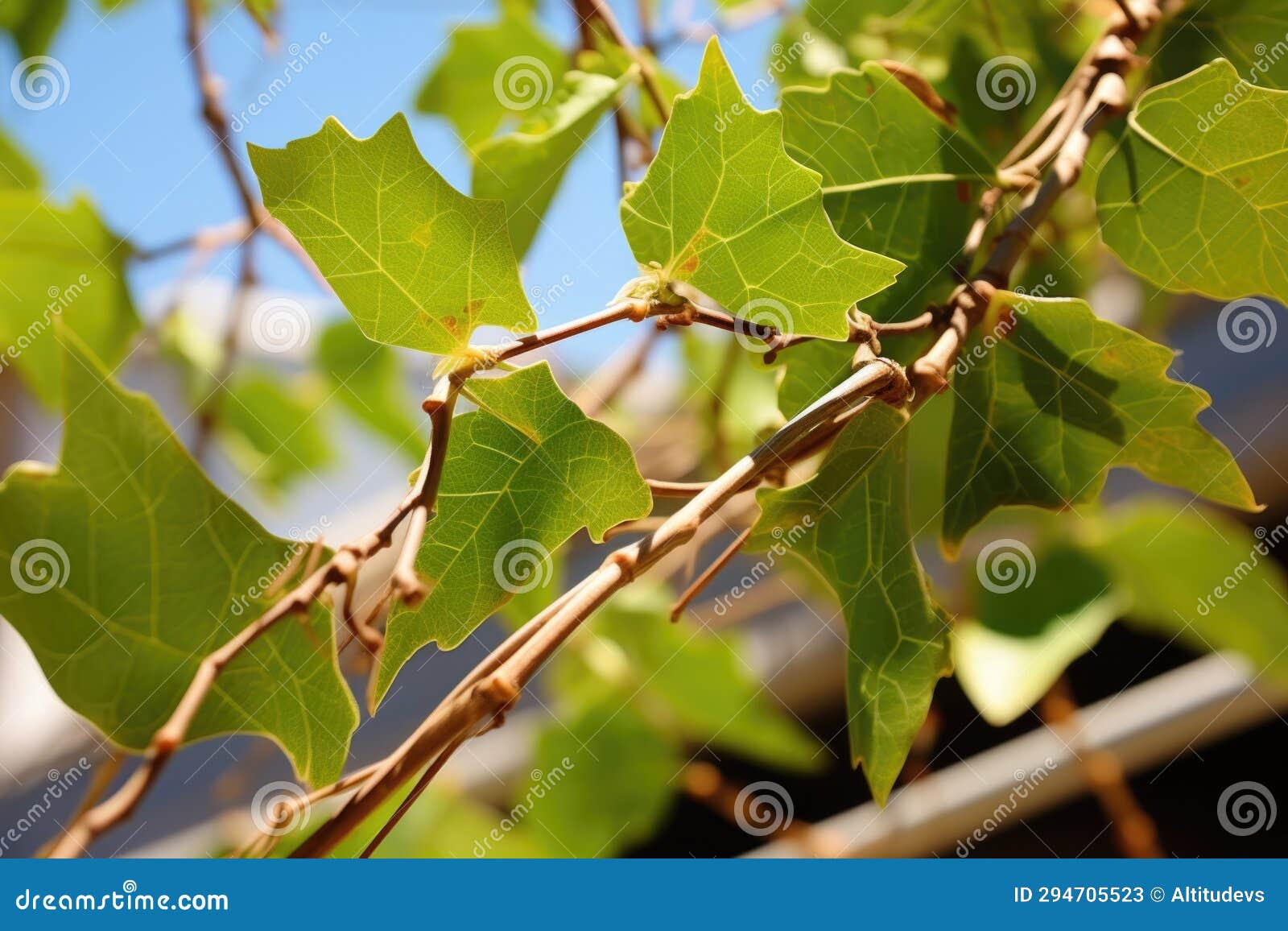 Heart-shaped Leaves Overlapping on a Vine Stock Image - Image of leaves ...