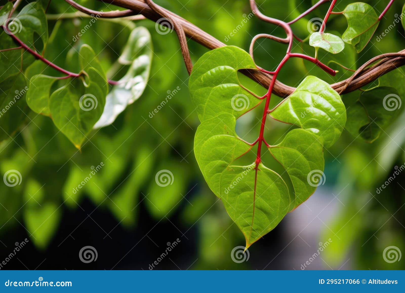 Heart-shaped Leaves Overlapping on a Vine Stock Photo - Image of leaves ...