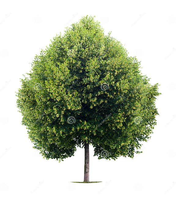 Heart shaped Linden tree stock image. Image of details - 10137879