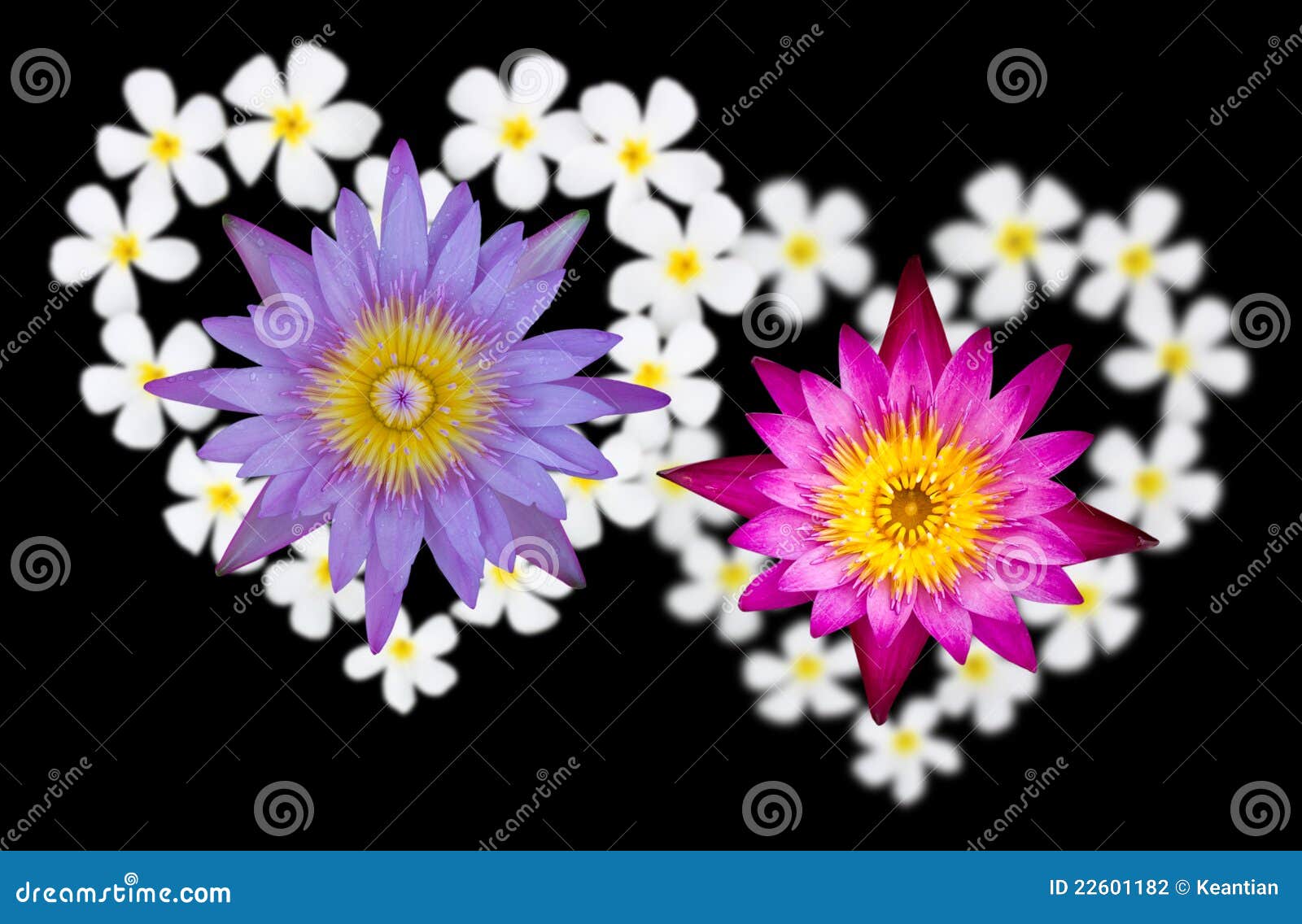 Heart-shaped Lotus flower. stock photo. Image of light - 22601182