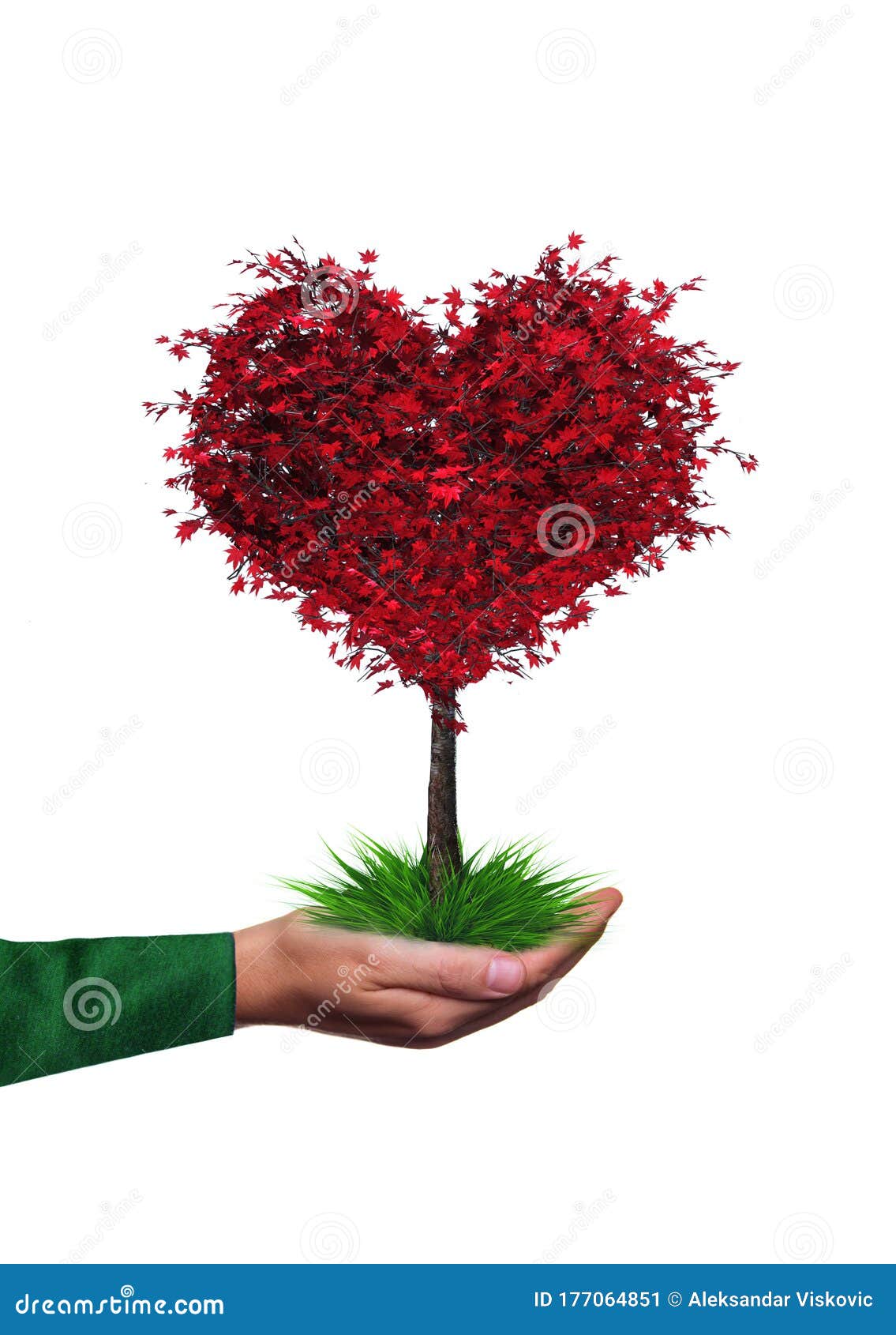 Heart Shaped Maple Tree on a Hand Stock Image - Image of maple, wedding ...