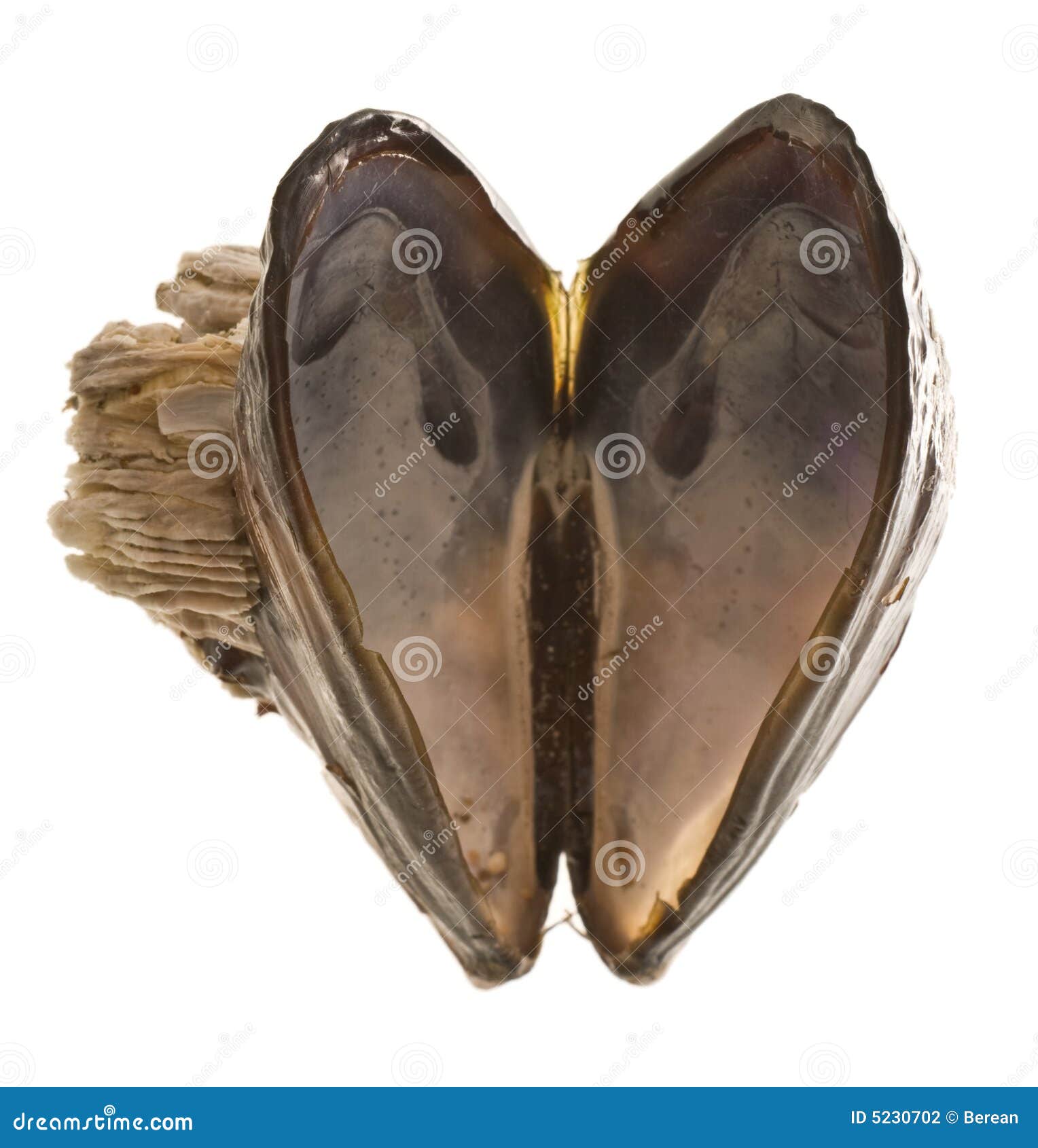 Heart shaped mussel shell stock photo. Image of objects - 5230702