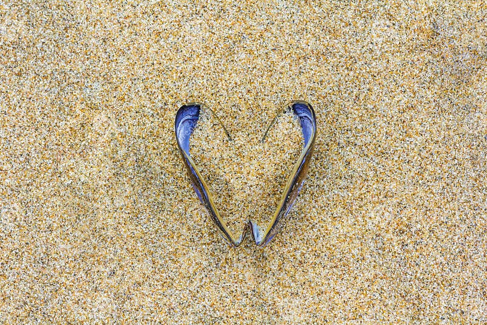 Heart shaped mussel shell stock image. Image of blue - 74347795
