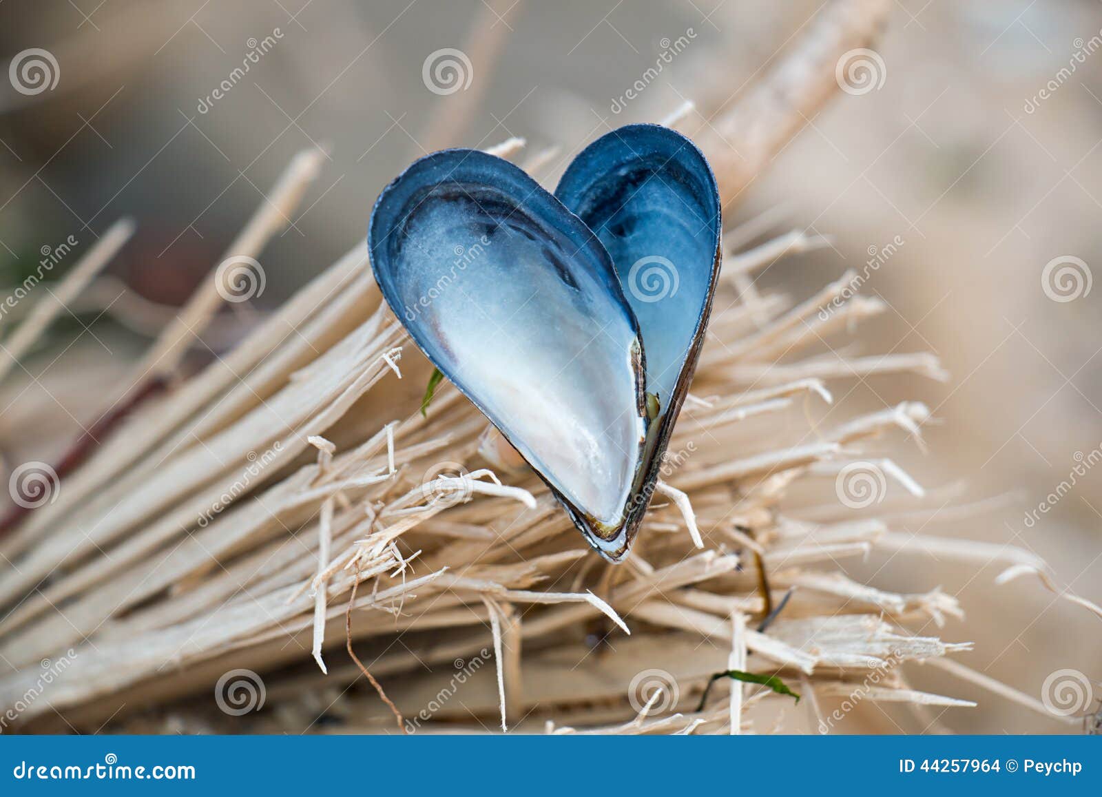 Mussel Shaped Relief Sculpture At An Stone Wall Royalty-Free Stock ...