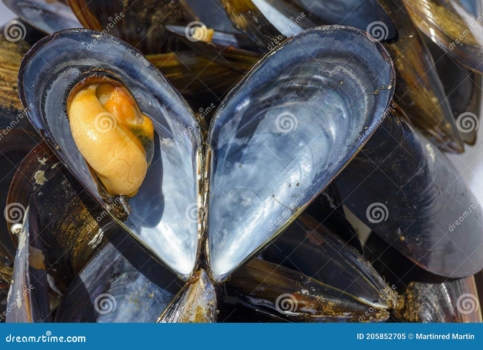 Heart-shaped Mussels from Galicia Stock Image - Image of herbs, healthy ...