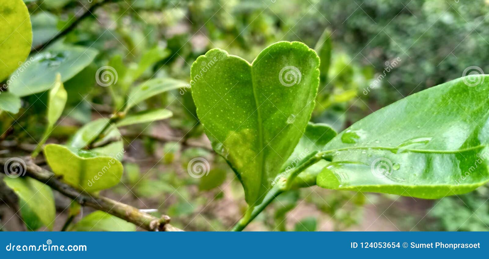 Heart-shaped natural stock photo. Image of light, abstract - 124053654
