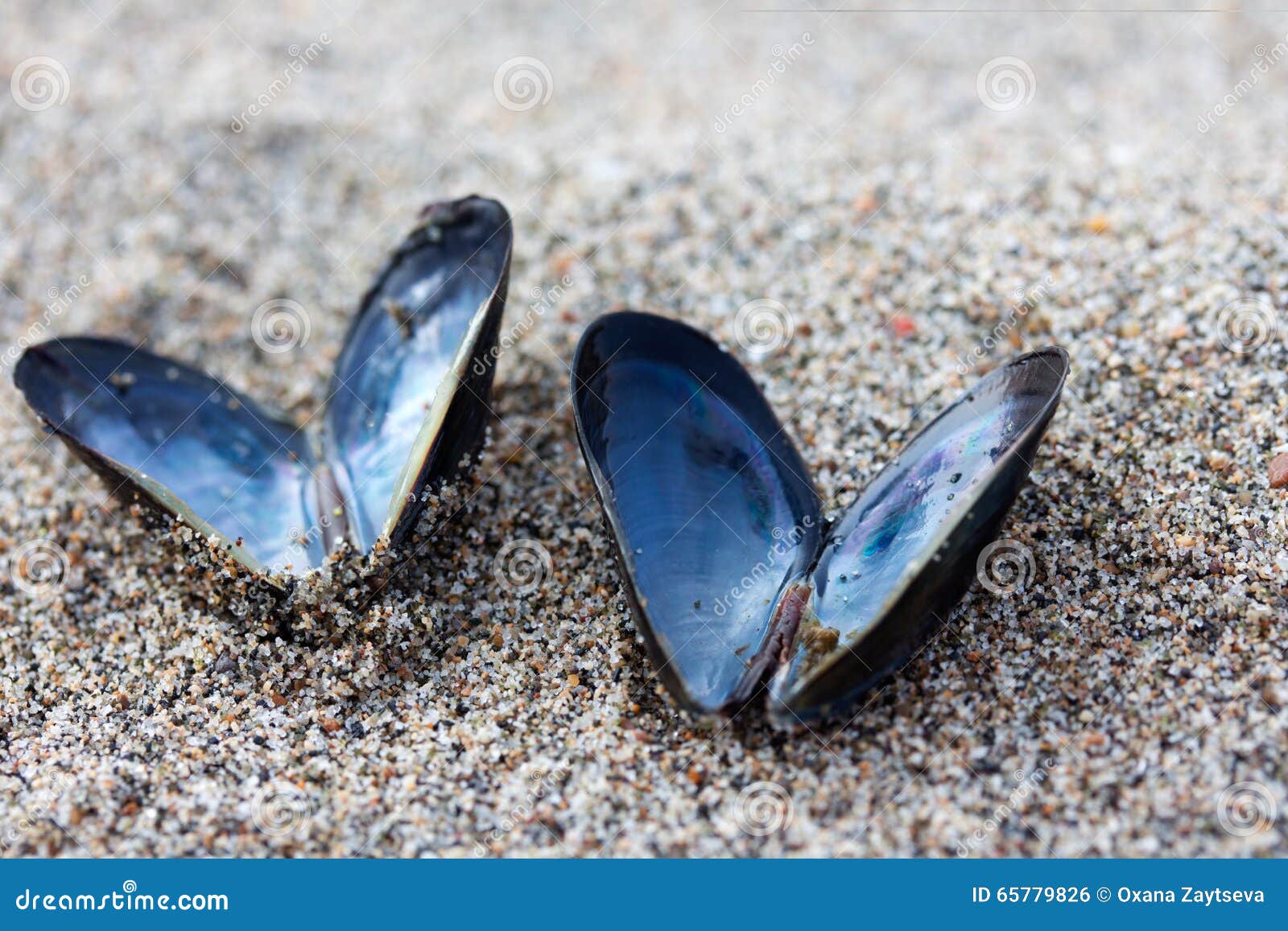 Open Mussel Shells On Black Background Royalty-Free Stock Photography ...