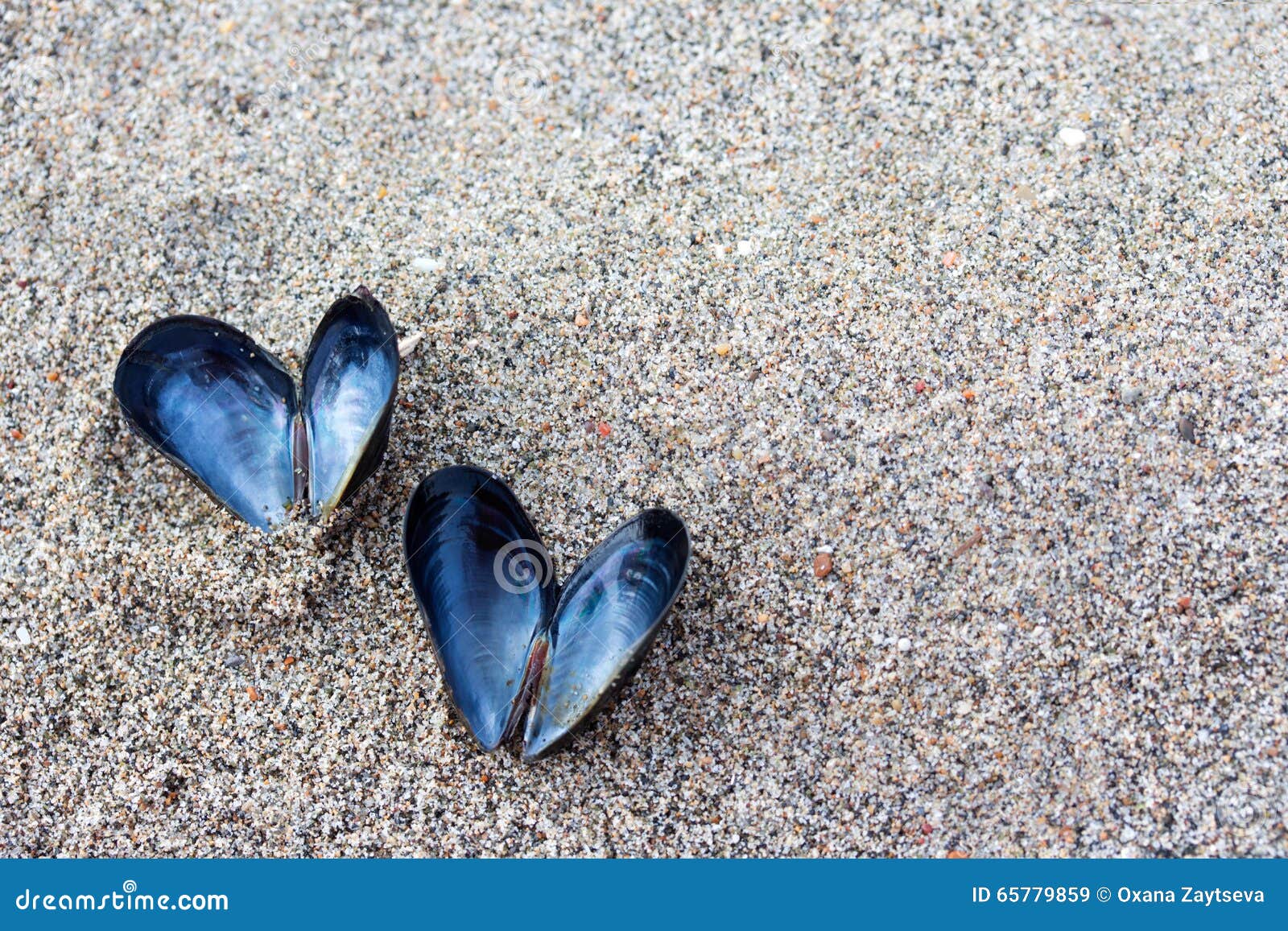 Heart Shaped Open Mussel Shell on the Beach Stock Image - Image of ...