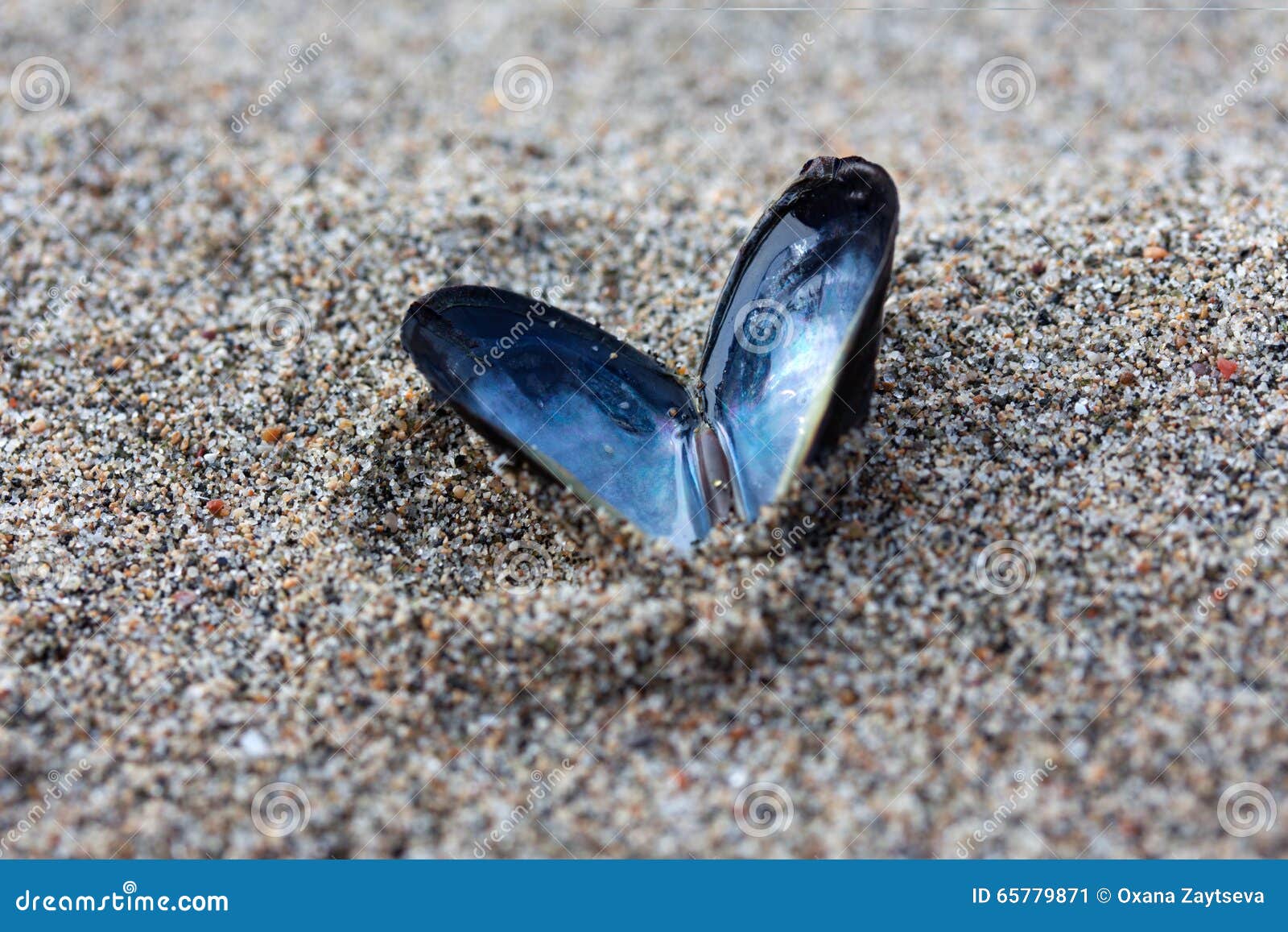 Mussel Shaped Relief Sculpture At An Stone Wall Royalty-Free Stock ...