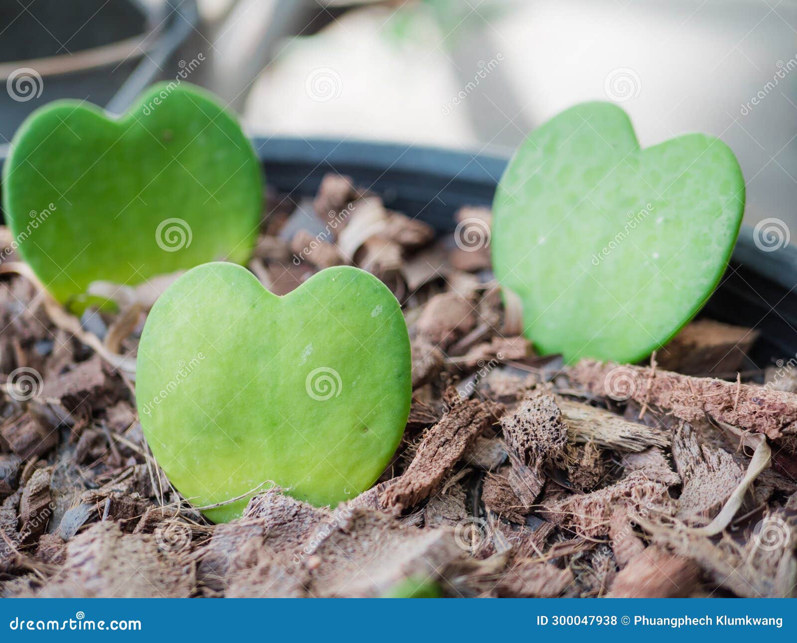 Heart-shaped Plant in a Flower Pot Stock Photo - Image of foliage ...