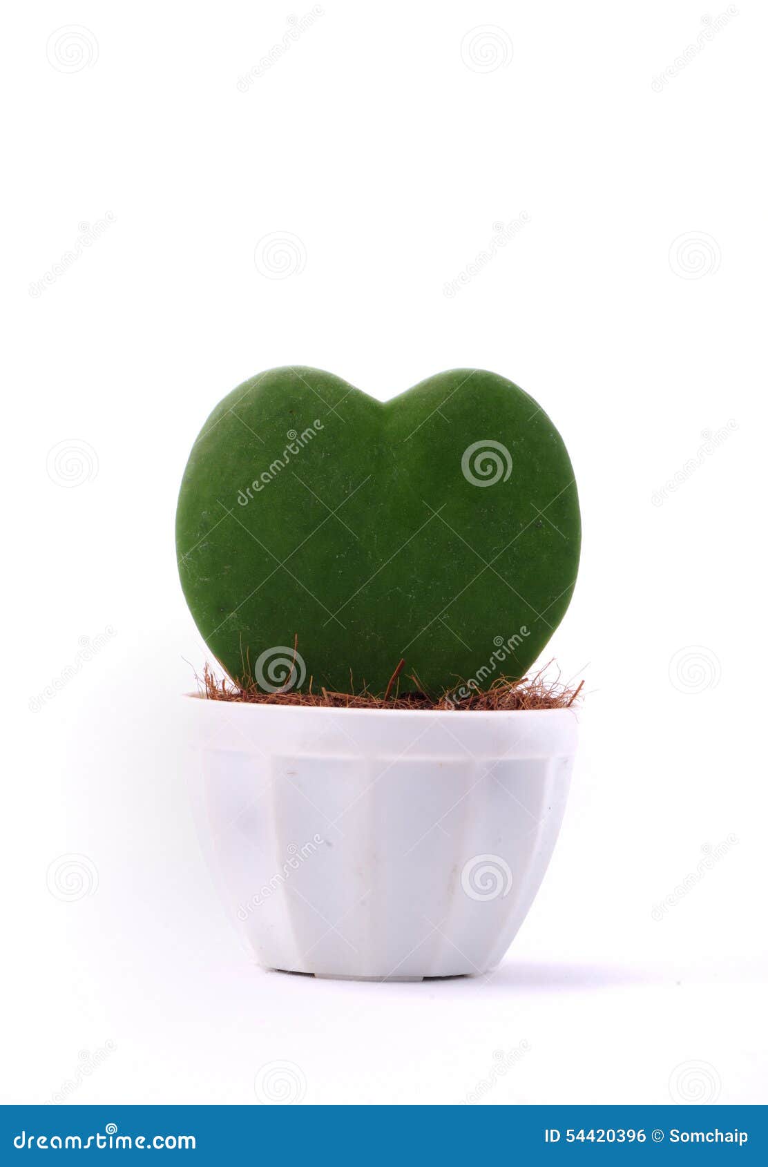 Heart-shaped Plant in a Flower Pot Isolated Stock Photo - Image of ...
