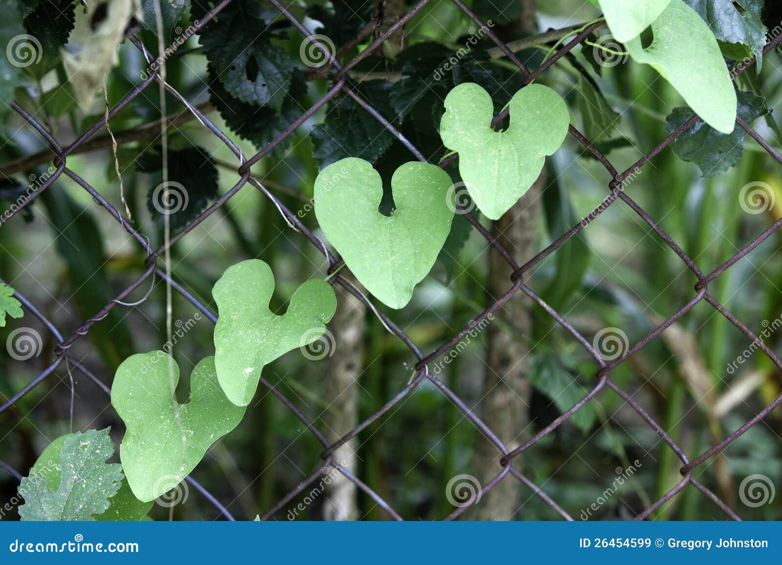 Heart shaped plant leaves. stock image. Image of color - 26454599