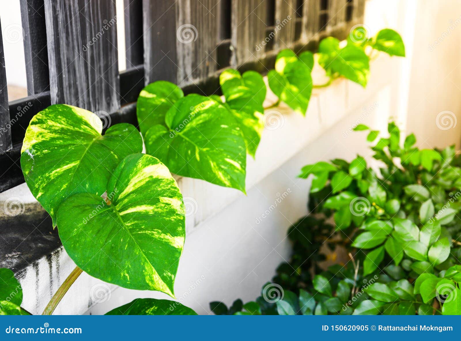 Heart Shaped Pothos Leaves Climb on Fence Stock Image - Image of green ...