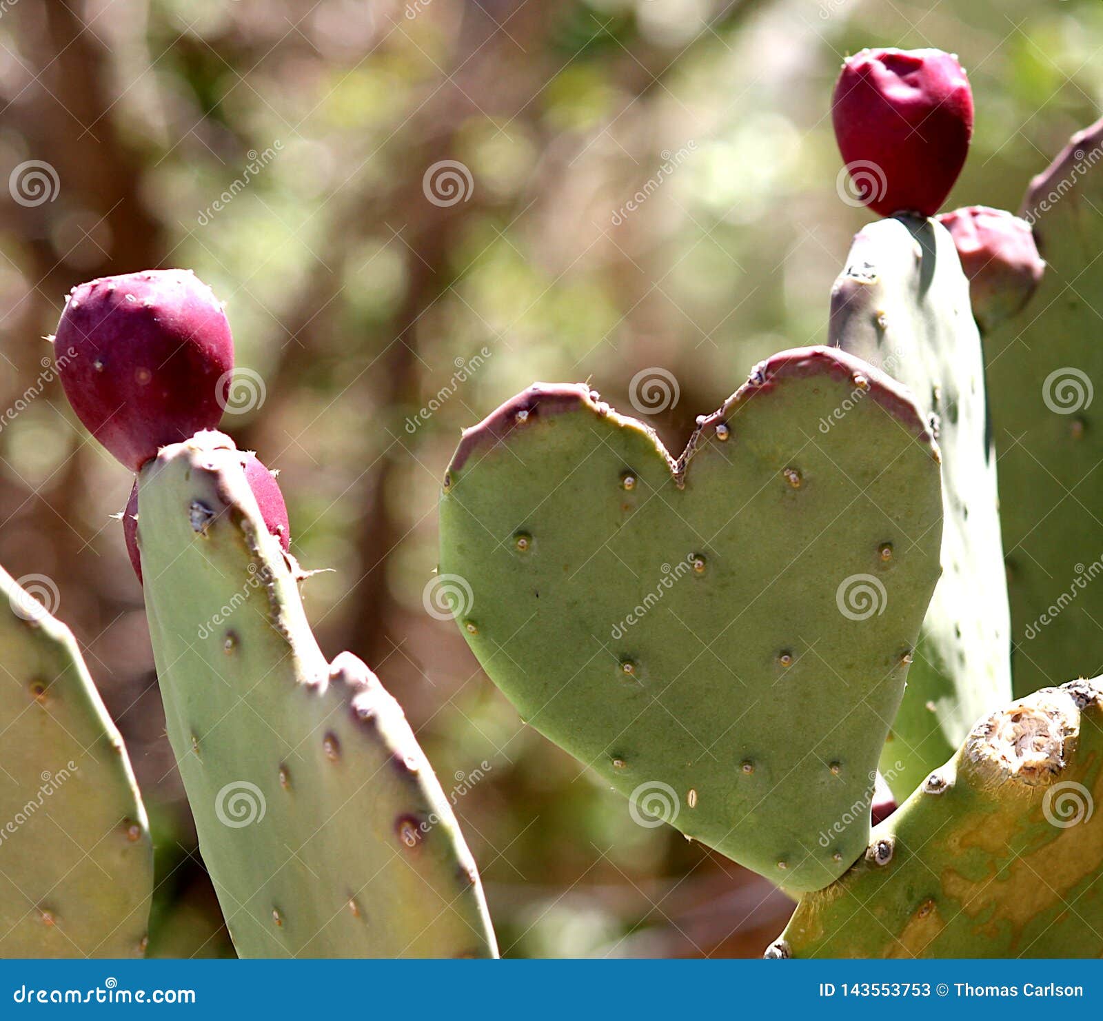 Heart Shaped Prickly Pear Cactus. Stock Image - Image of heart ...