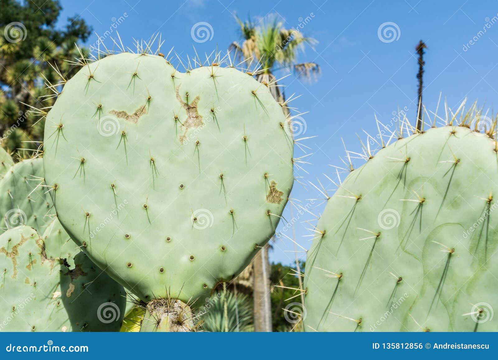 Heart Shaped Prickly Pear Cactus Leaf Stock Photo - Image of leaf ...