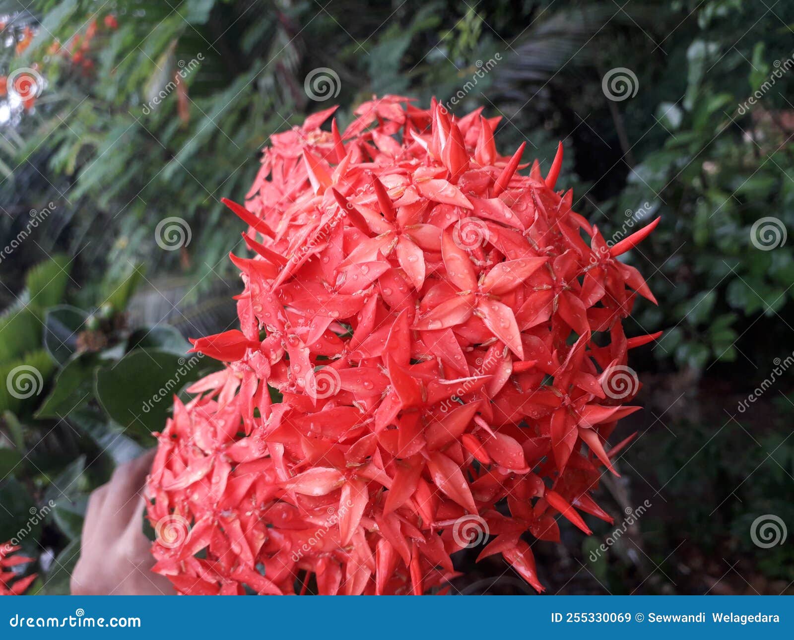 Heart shaped red flowers stock image. Image of herb - 255330069