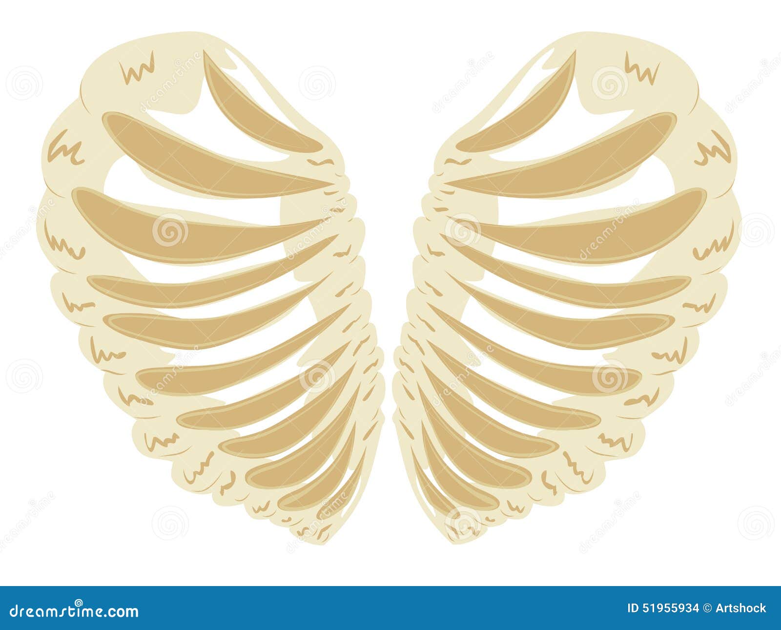 Heart Shaped Rib Cage stock vector. Illustration of chest - 51955934