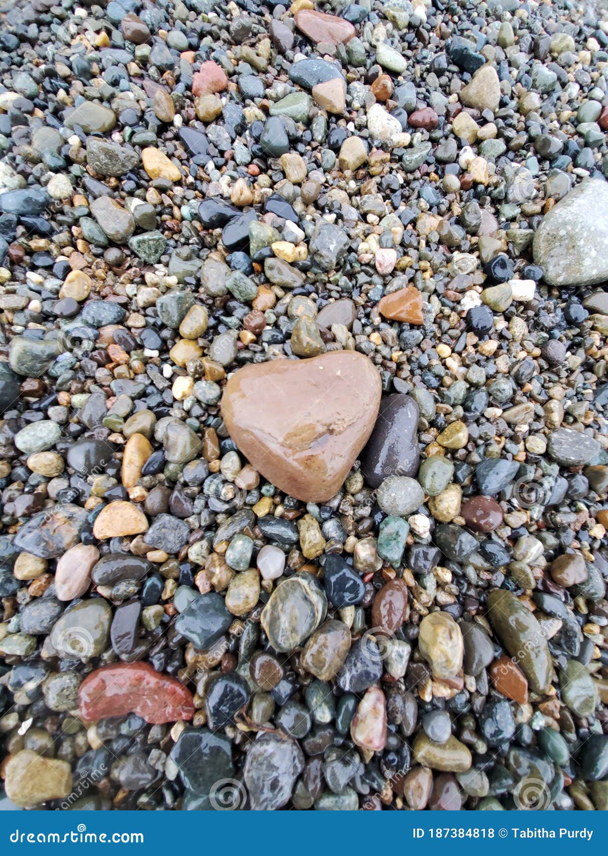 Heart shaped rock stock photo. Image of wildlife, geology - 187384818