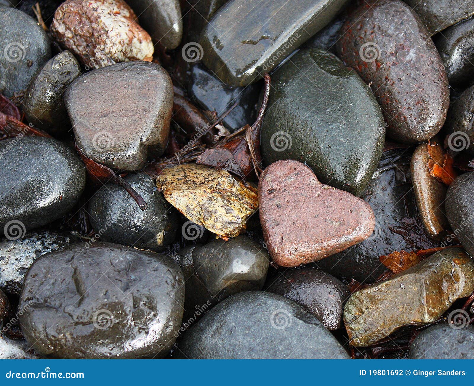 Heart Shaped Rock in Wet Rocks Stock Photo - Image of rock, horizontal ...