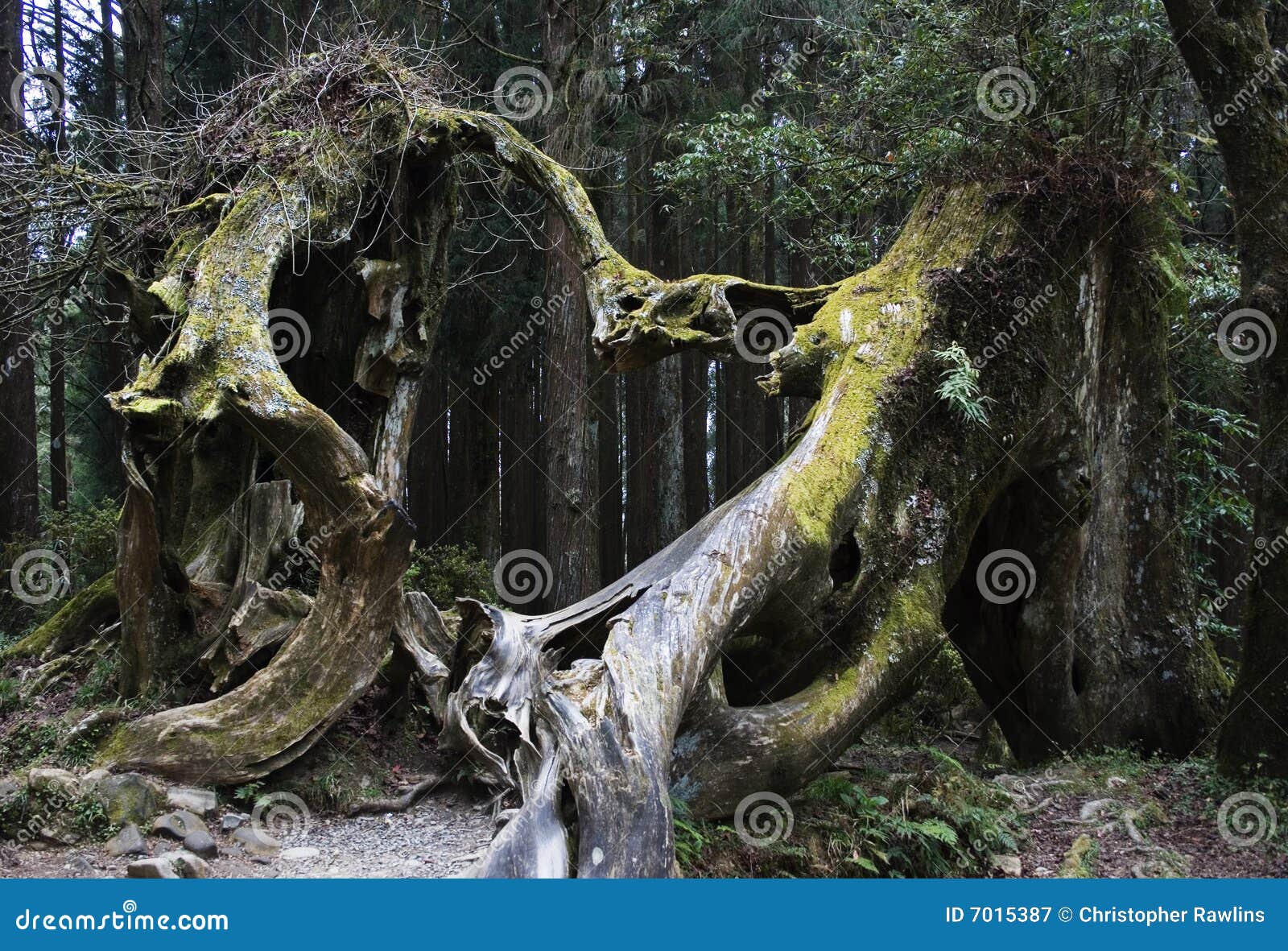 Heart Shaped root stock image. Image of permanent, giant - 7015387