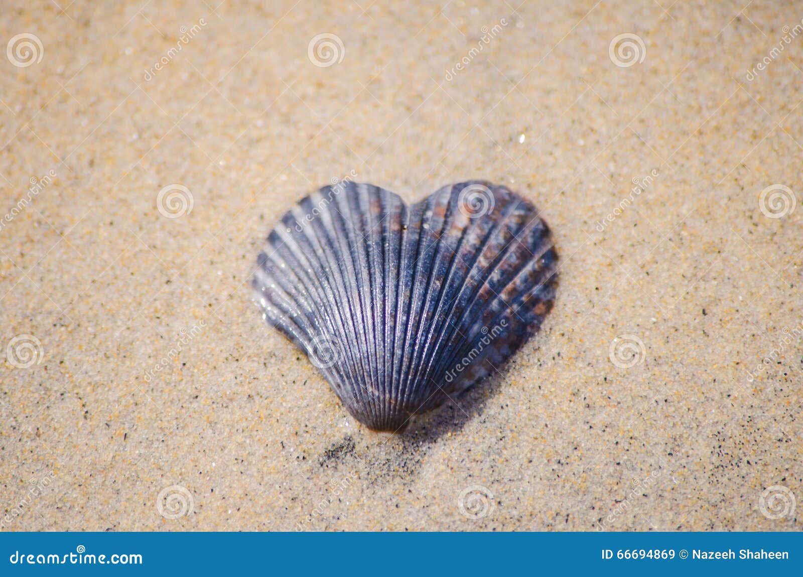 Heart Shaped Sea Shell in the Sand Stock Image - Image of express, sand ...