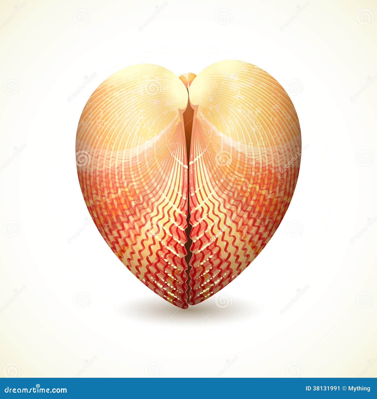 Heart Shaped Seashell, Isolated on White. Stock Vector - Illustration ...