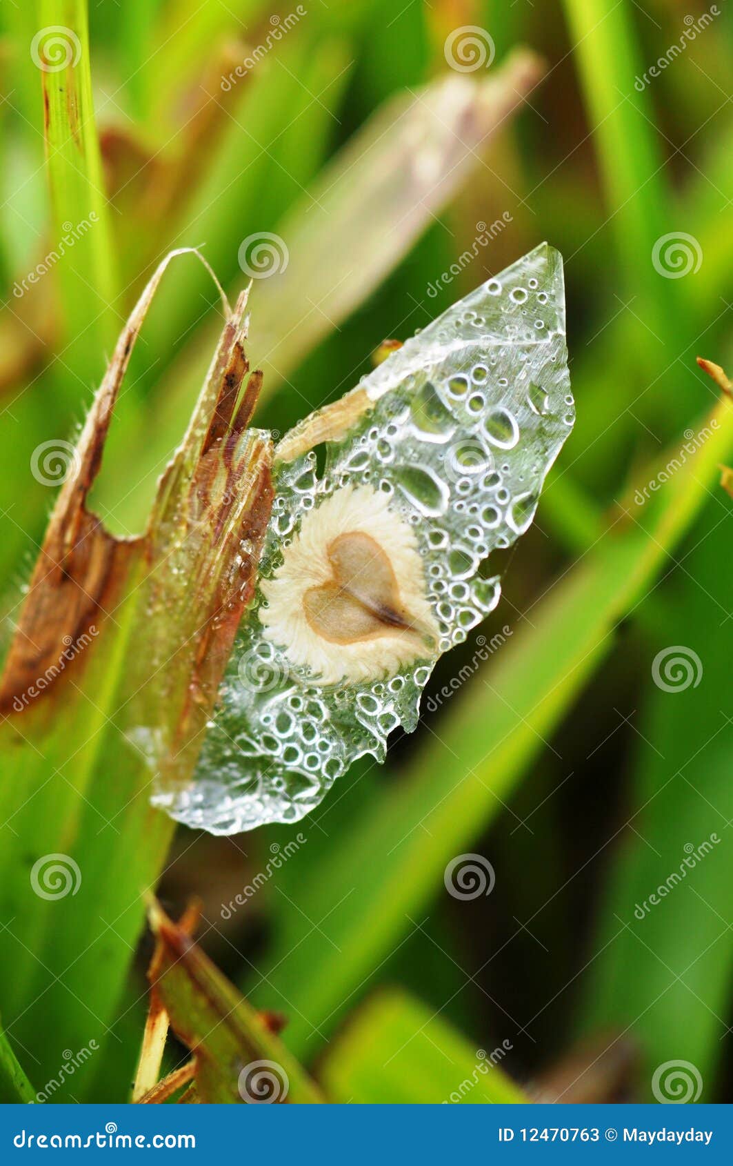 Heart shaped seed stock image. Image of heart, drops - 12470763