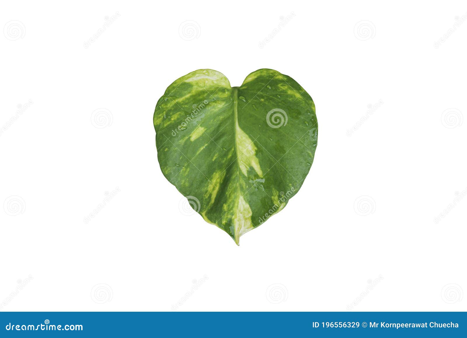 Heart-shaped Spotted Betel with Water Droplets Isolate White Screen ...