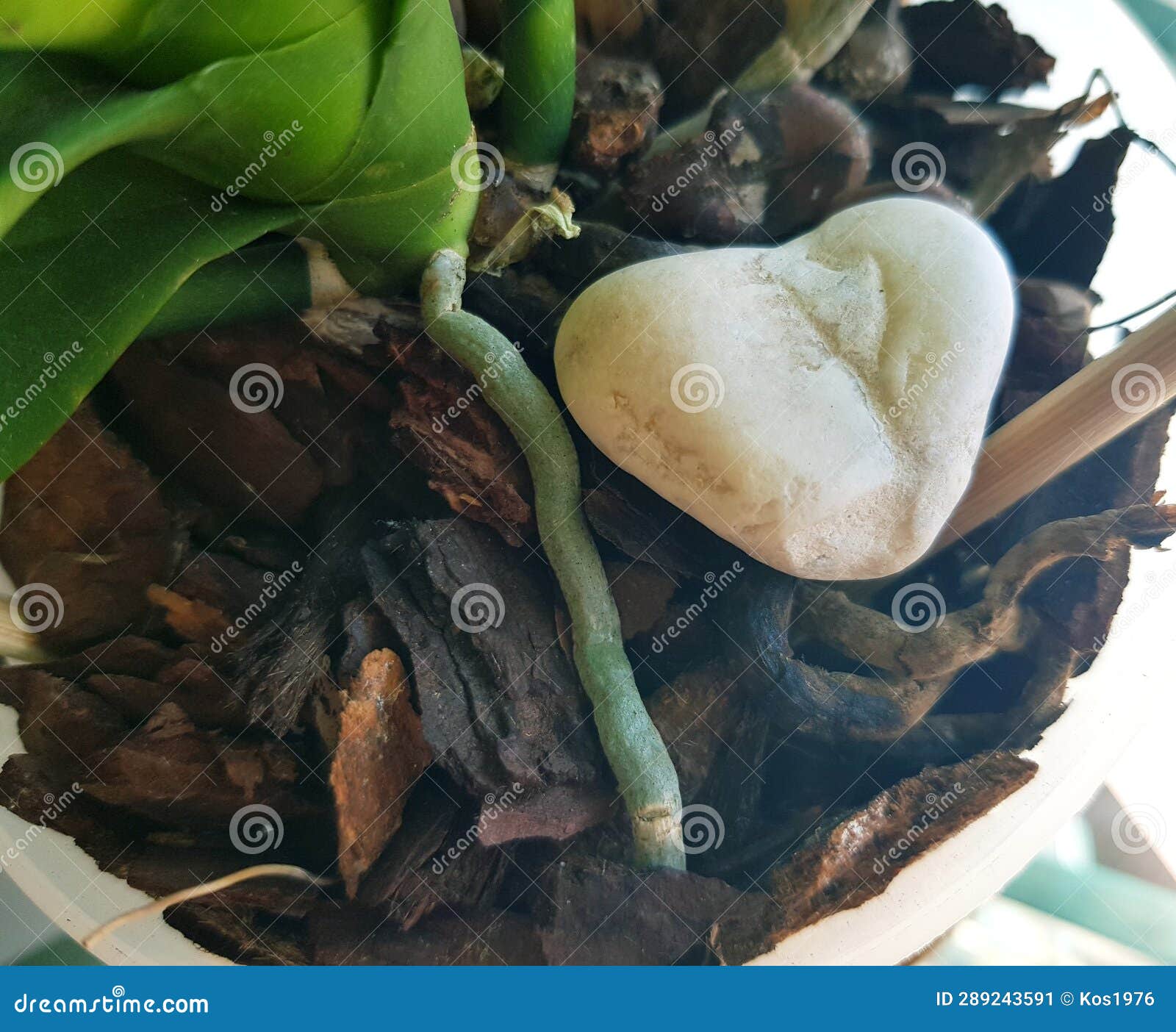 Heart-shaped Stone among Plant Roots Stock Image - Image of shaped ...