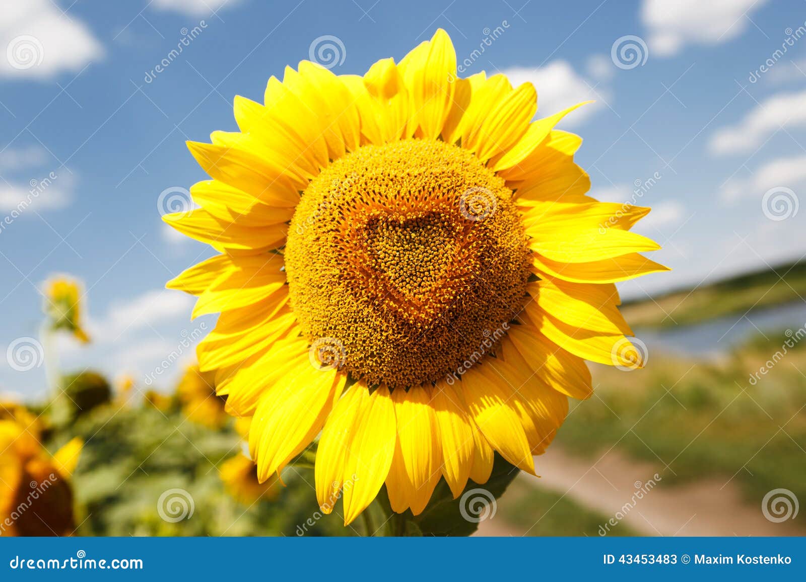 Heart shaped sunflower stock image. Image of giant, agriculture - 43453483