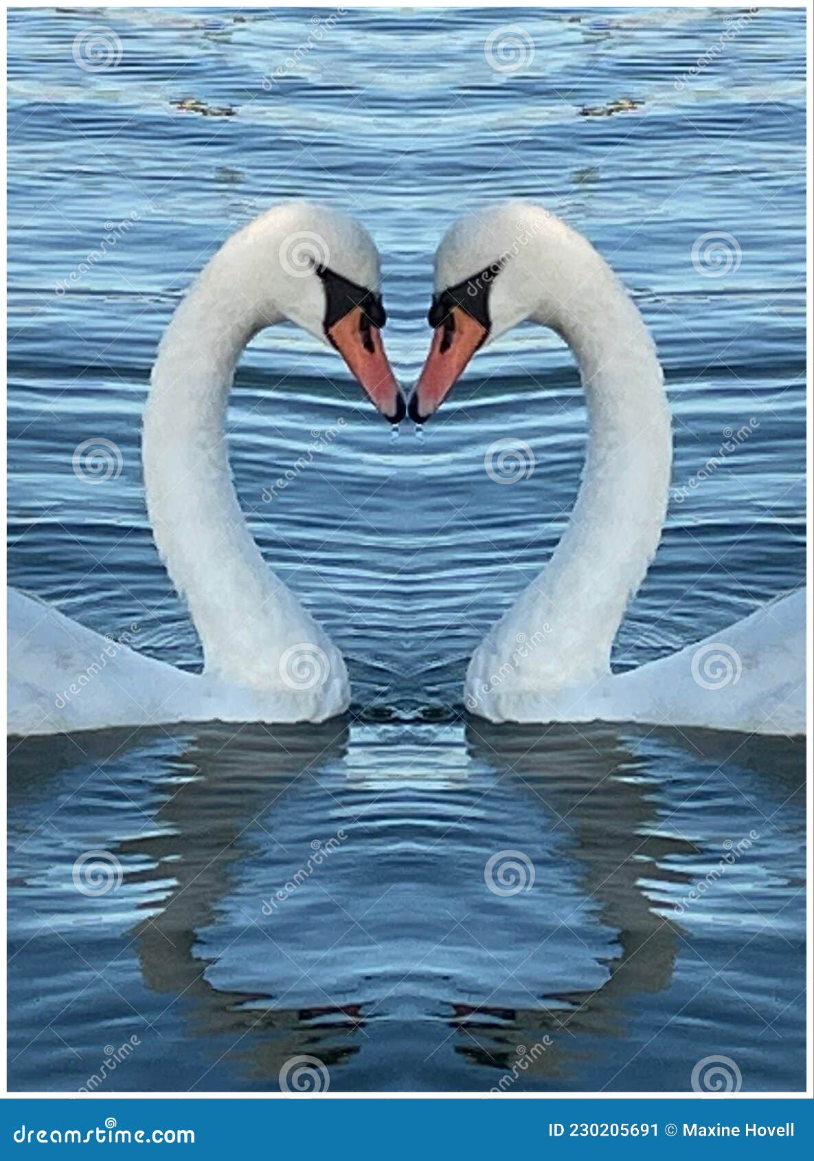 Heart shaped swans stock image. Image of shaped, avian - 230205691