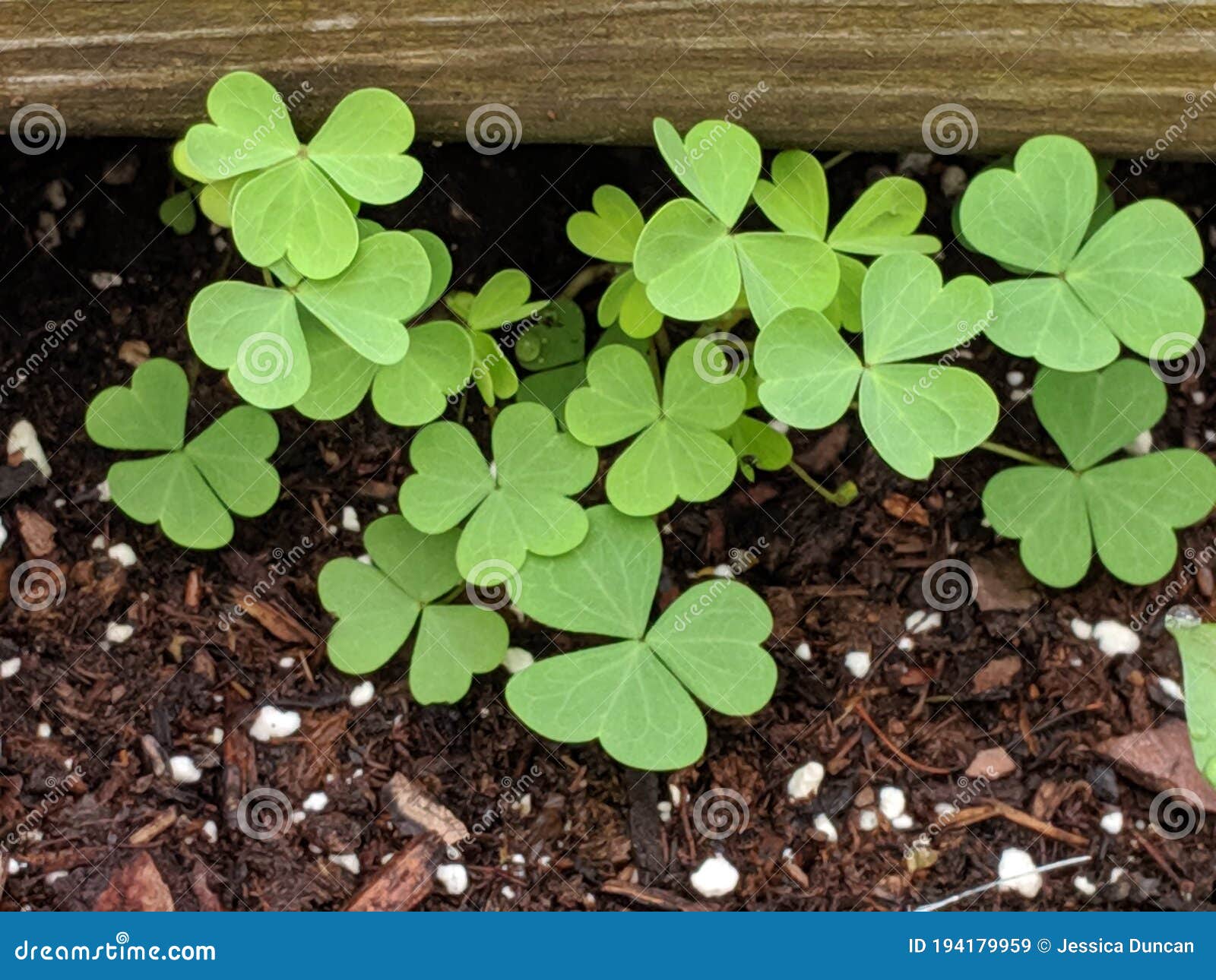 Heart Shaped Three Leaved Clover Stock Image - Image of leaved, nature ...
