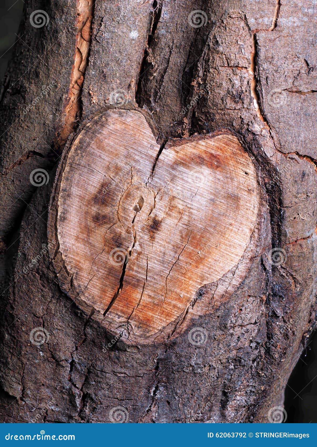 Heart Shaped Tree Branch Cutoff in Natural Color Stock Photo - Image of ...