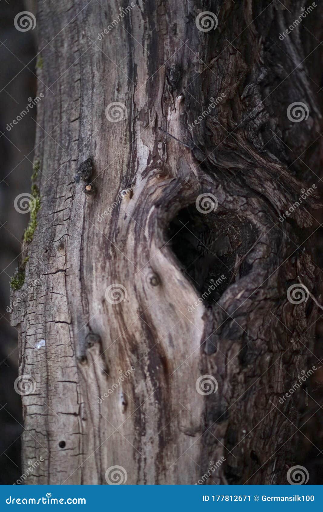 Heart Shaped Tree Hole in Old Dead Tree Trunk Stock Image - Image of ...