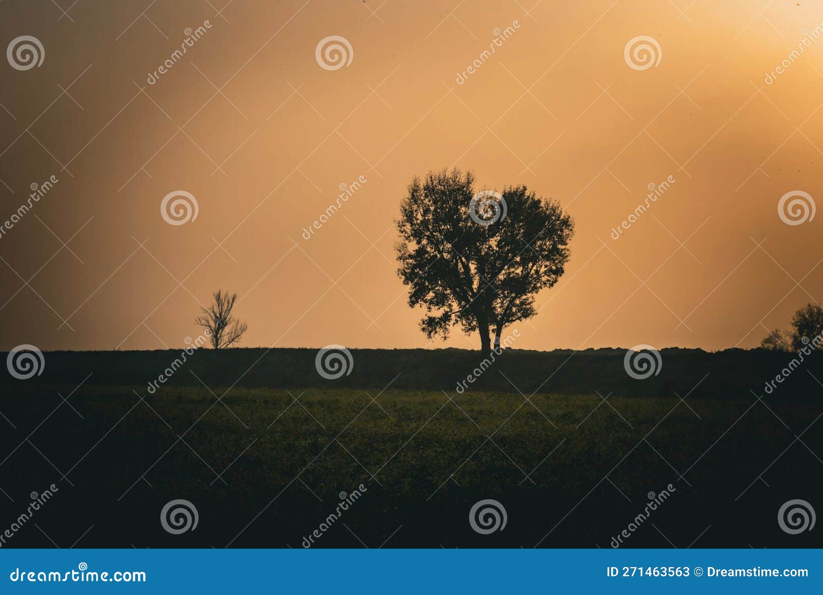 Heart-shaped tree.Sunset. stock image. Image of heart - 271463563