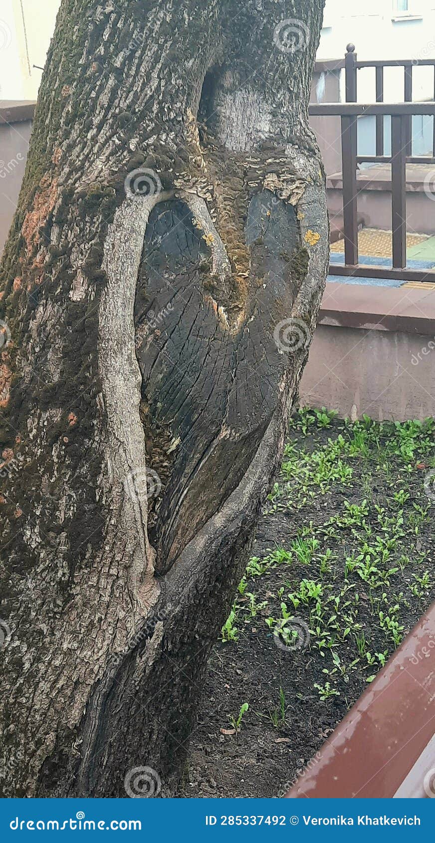 Heart-shaped tree trunk stock photo. Image of sculpture - 285337492