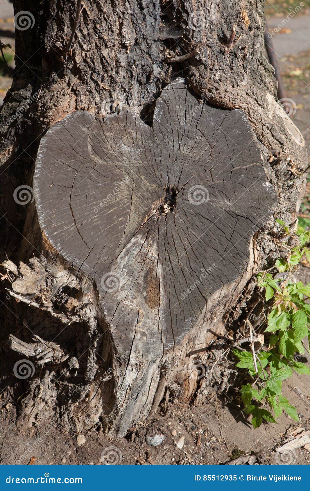 Heart Sheaped Tree Stump with Texture of Wood, Stock Image - Image of ...