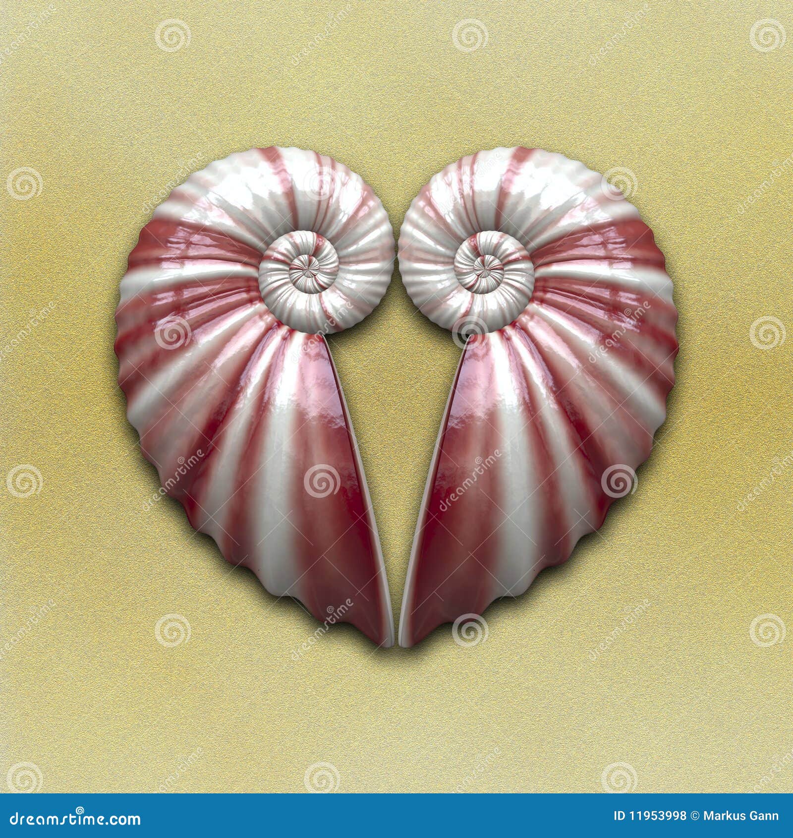 Heart shell stock illustration. Illustration of seashell - 11953998