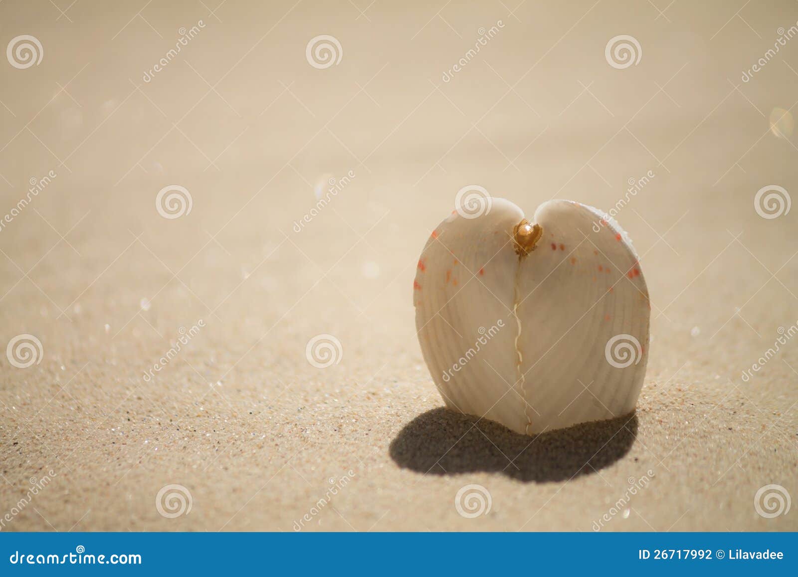 Heart shell stock photo. Image of happy, cockle, february - 26717992