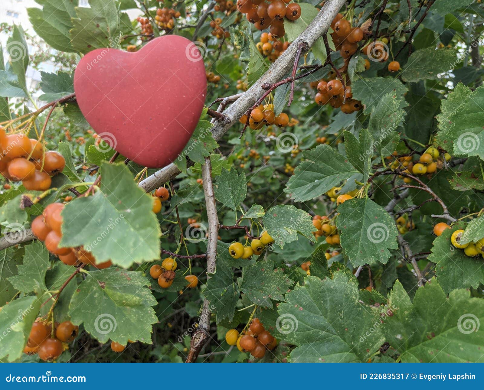 Heart Sign of Love and Tenderness Stock Image - Image of flower ...