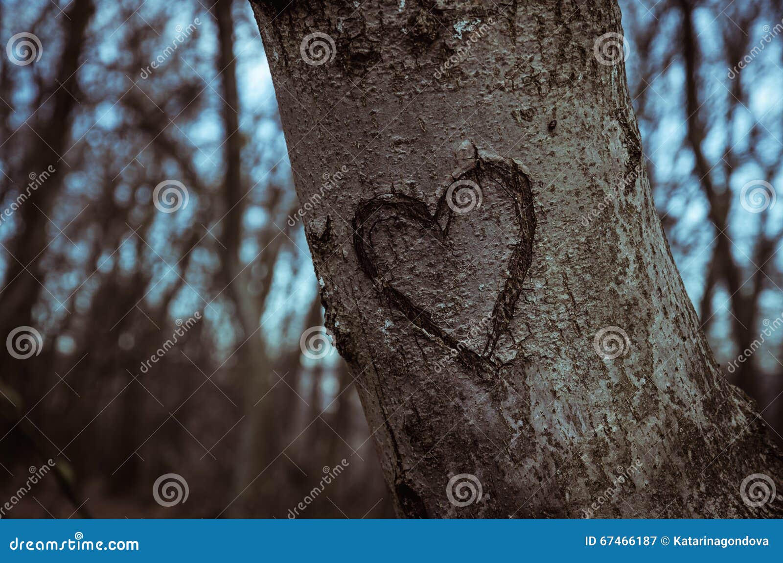 Heart sign in tree trunk stock image. Image of romantic - 67466187