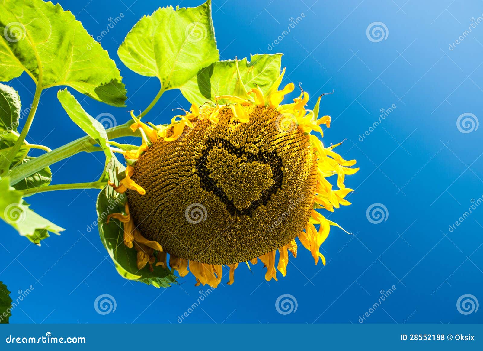 Heart on sunflower stock photo. Image of clear, nature - 28552188