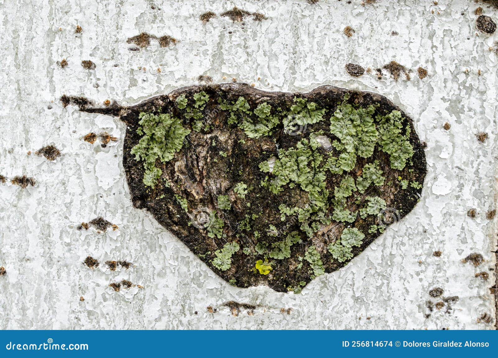 Heart Symbol Carved on a Tree Stock Photo - Image of closeup, surface ...