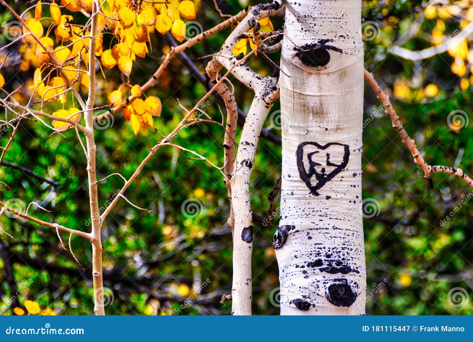 Heart - a Symbol of Love Engraved into an Aspen Tree Stock Image ...